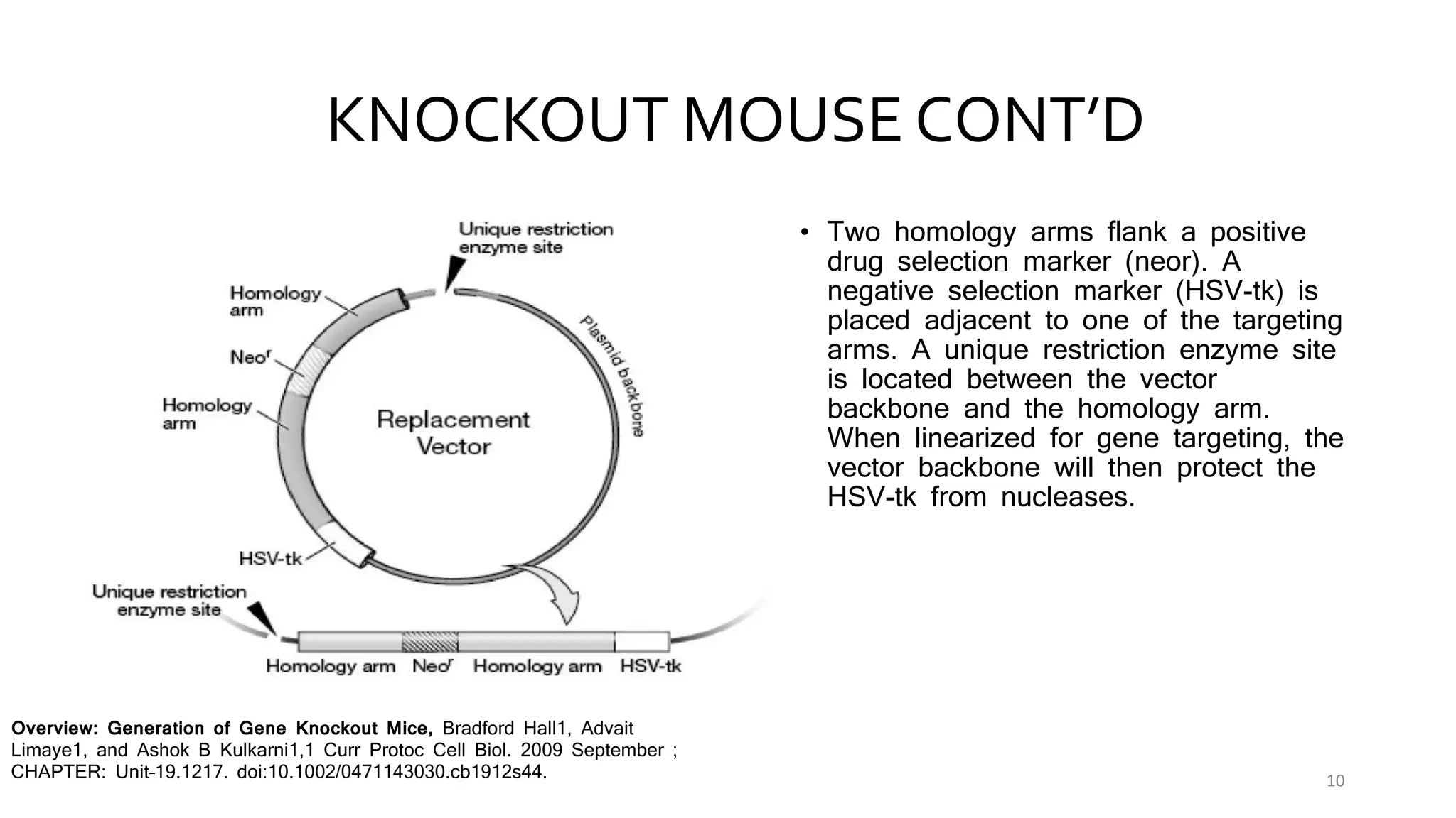 Gene knockout | PPTX