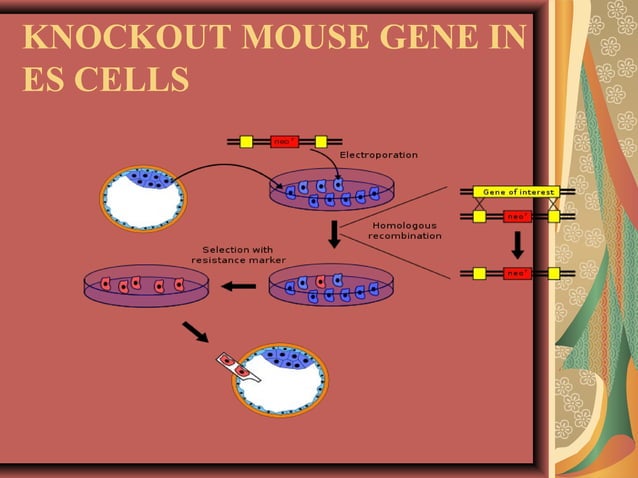 Gene knockout | PPT