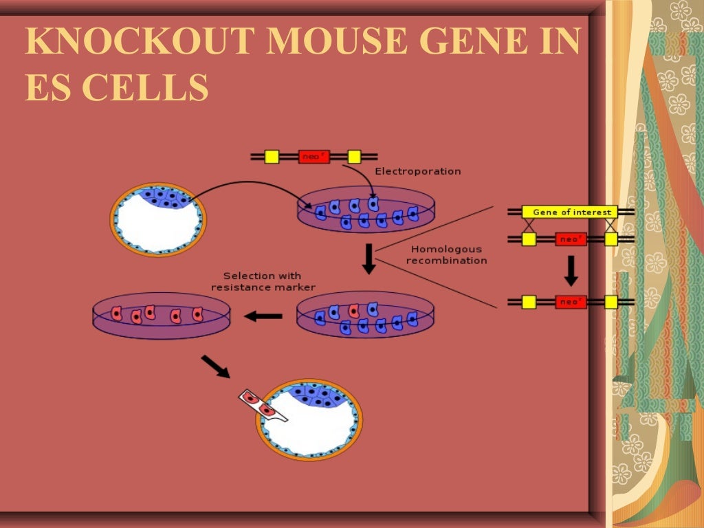 Gene Knockout gene-knockout