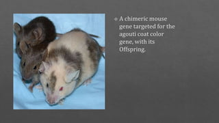Gene knockout | PPT