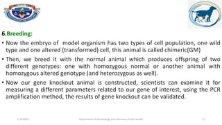 GENE KNOCKOUT.pptx