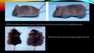 Gene knockout in mice | PDF
