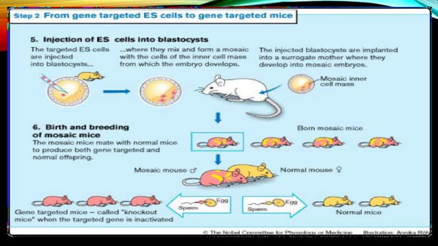 Gene knockout in mice | PDF | Genetics | Science
