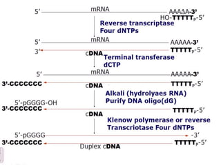 Gene libraries | PPTX