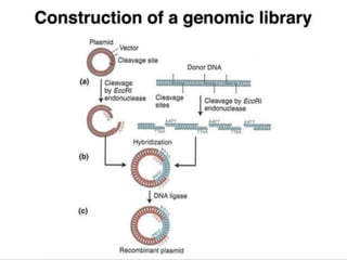 Gene library | PPT