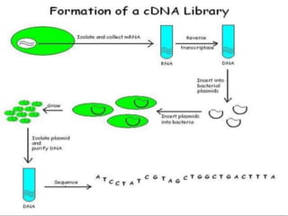 Gene library | PPT