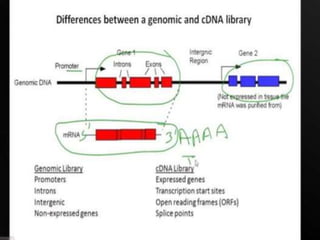 Gene library | PPT