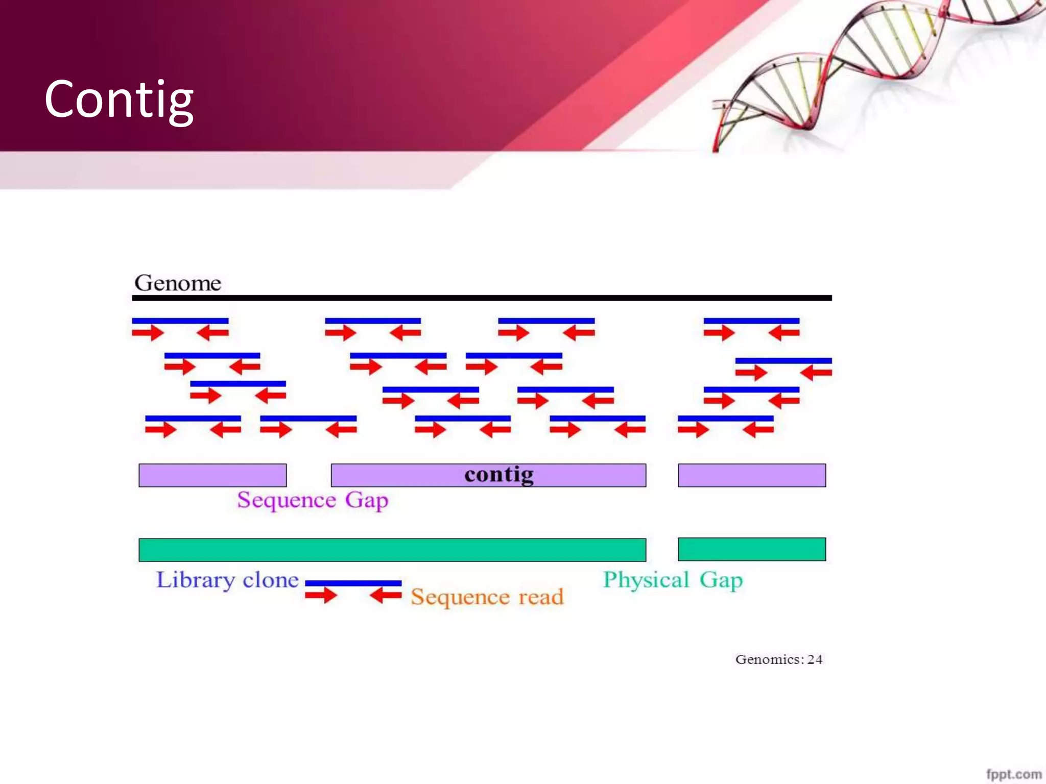 Genomic library construction | PPTX