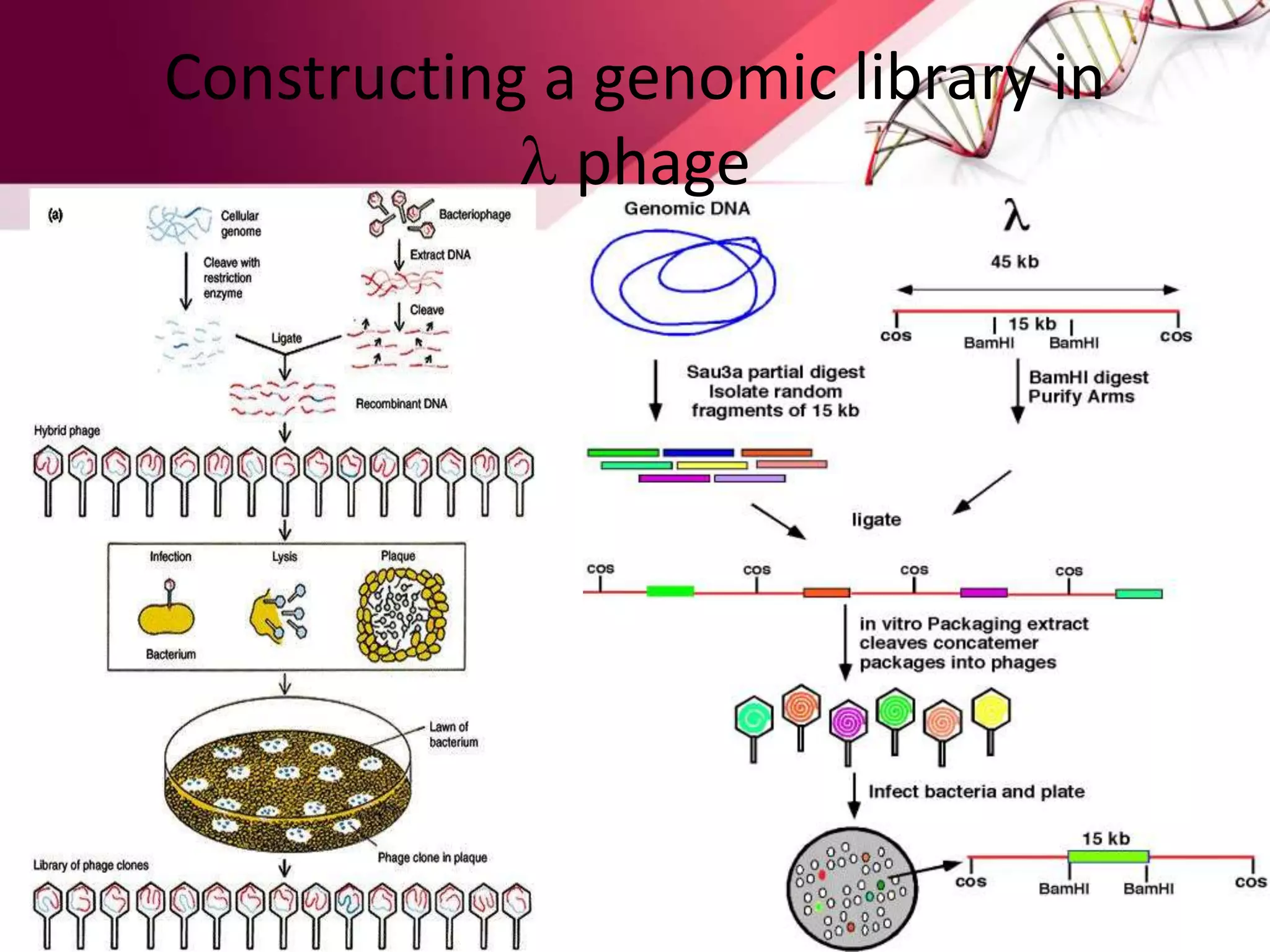 Genomic library construction | PPTX