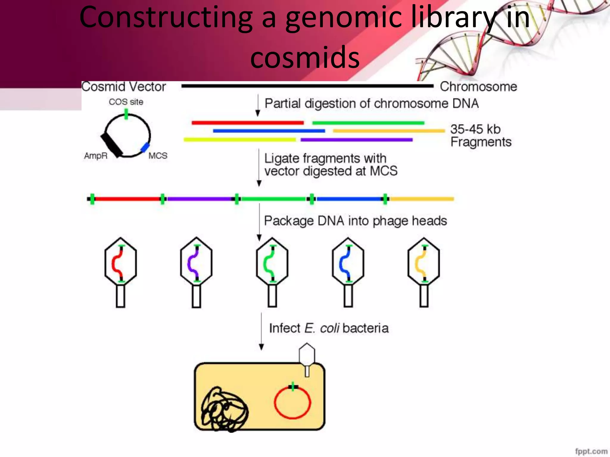 Genomic library construction | PPTX