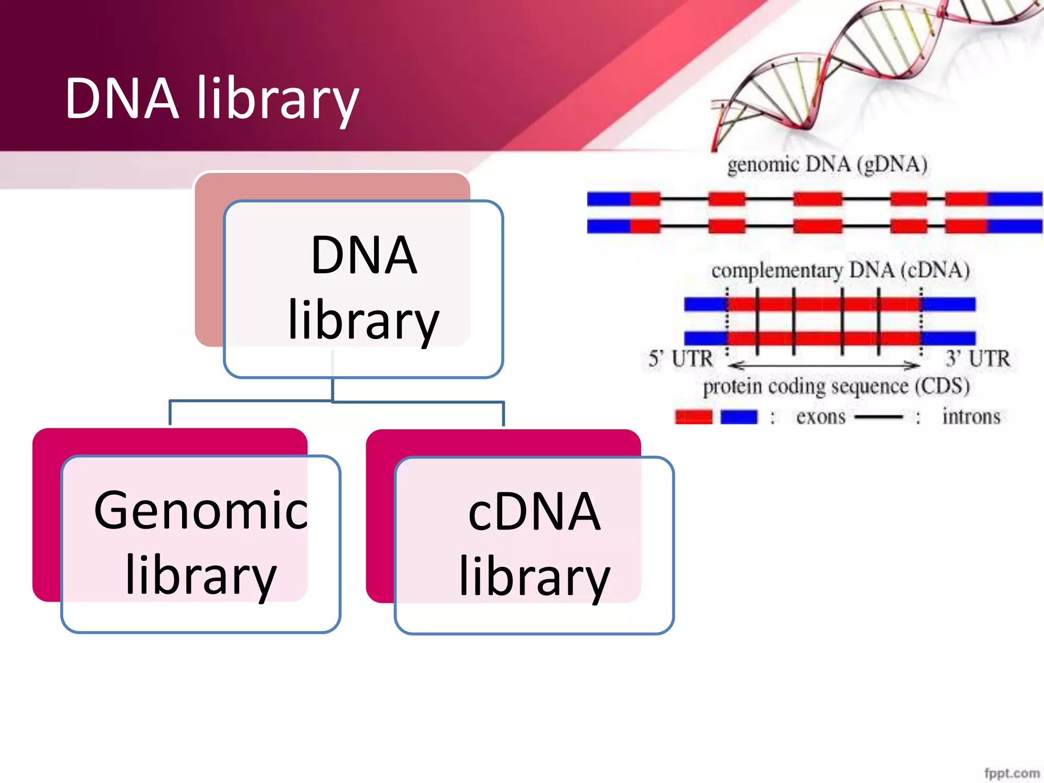 Genomic library construction | PPTX