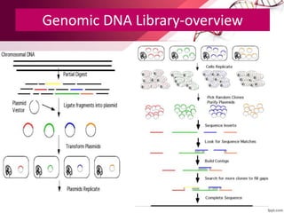 Genomic library construction | PPTX