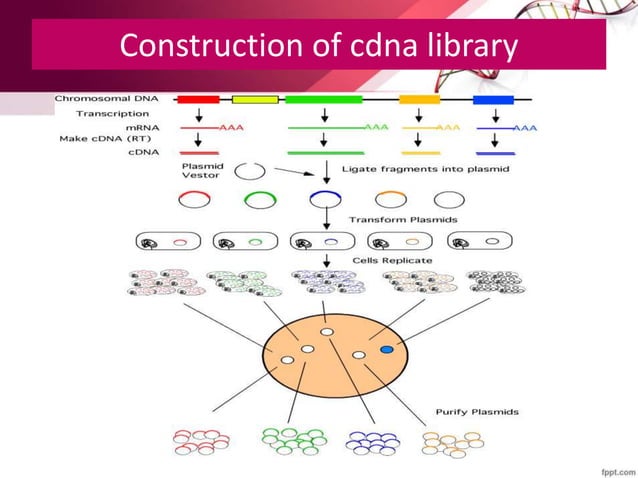 Genomic library construction | PPTX