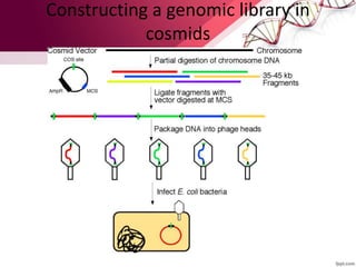 Genomic library construction | PPTX
