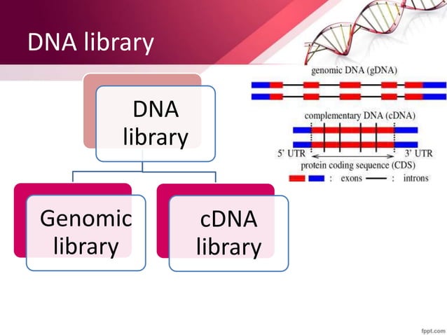 Genomic library construction | PPTX