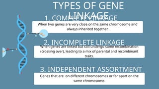 Gene Linkage( Chromosomes) Science Pesentation | PPTX