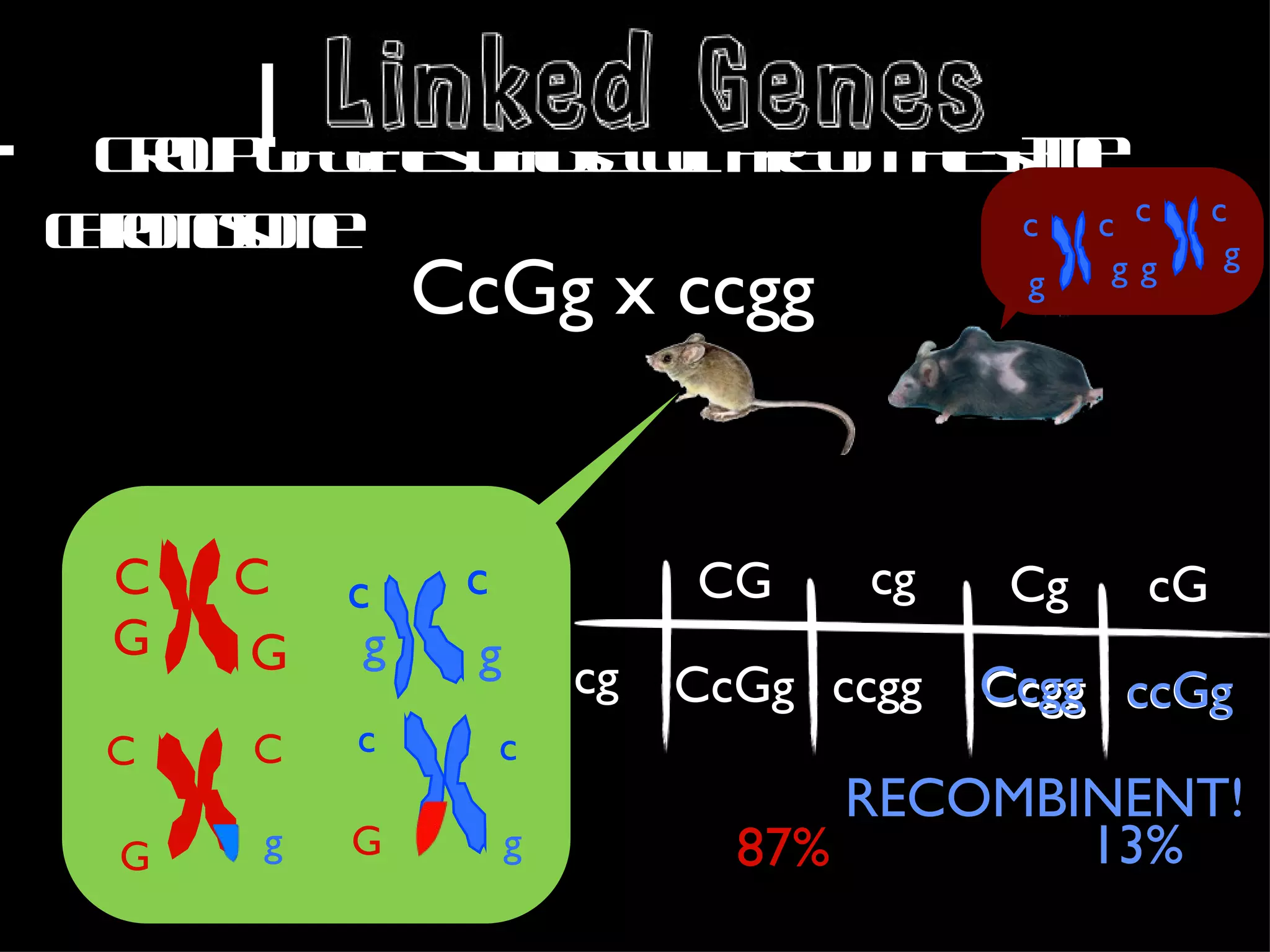 4 Genetics - Gene linkage (by Elizabeth) | PPT