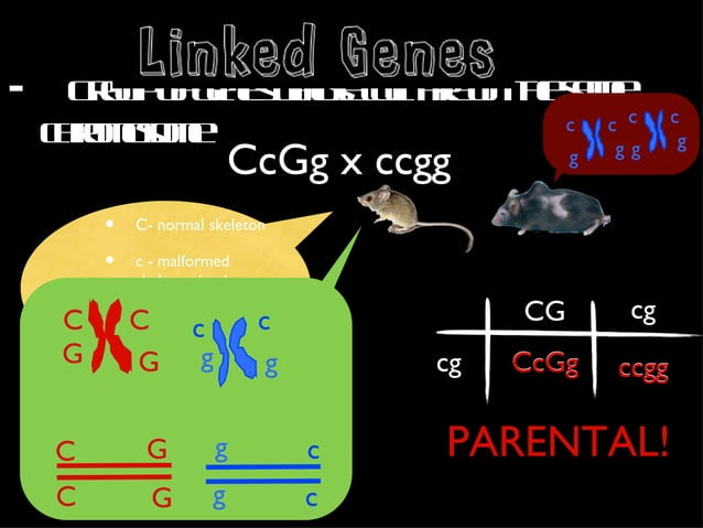 4 Genetics - Gene linkage (by Elizabeth) | PPT