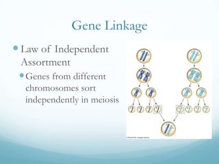 Genelinkagemap | PPT