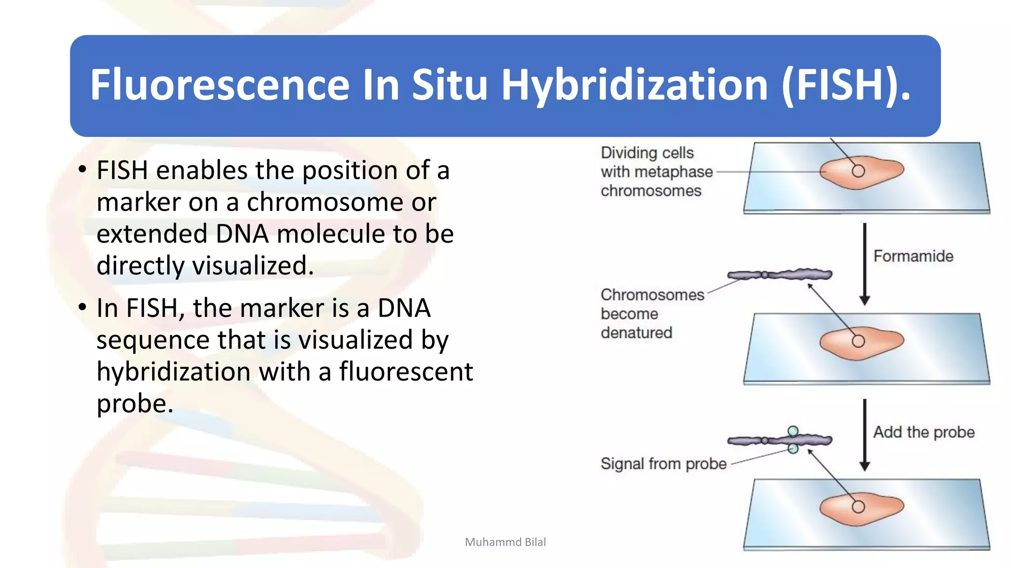 Gene mapping / Genetic map vs Physical Map | determination of map ...