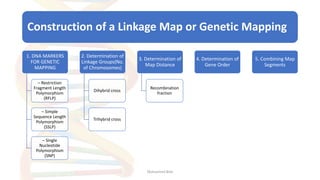 Gene mapping / Genetic map vs Physical Map | determination of map ...