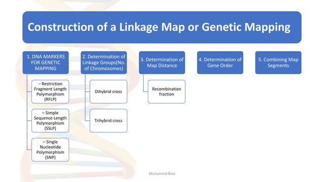 Gene mapping / Genetic map vs Physical Map | determination of map ...