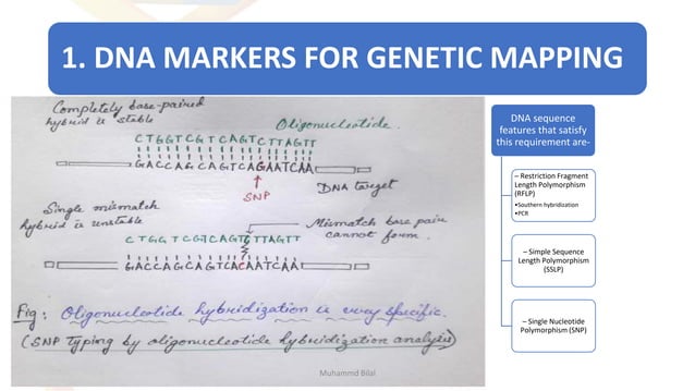 Gene mapping / Genetic map vs Physical Map | determination of map ...