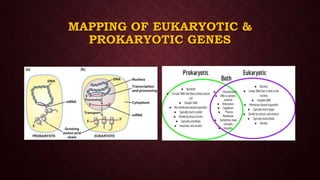 Gene mapping | PPTX