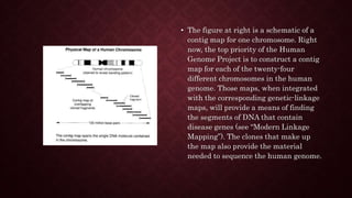 Gene mapping | PPTX
