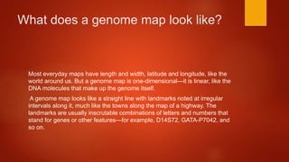 Gene mapping | PPTX