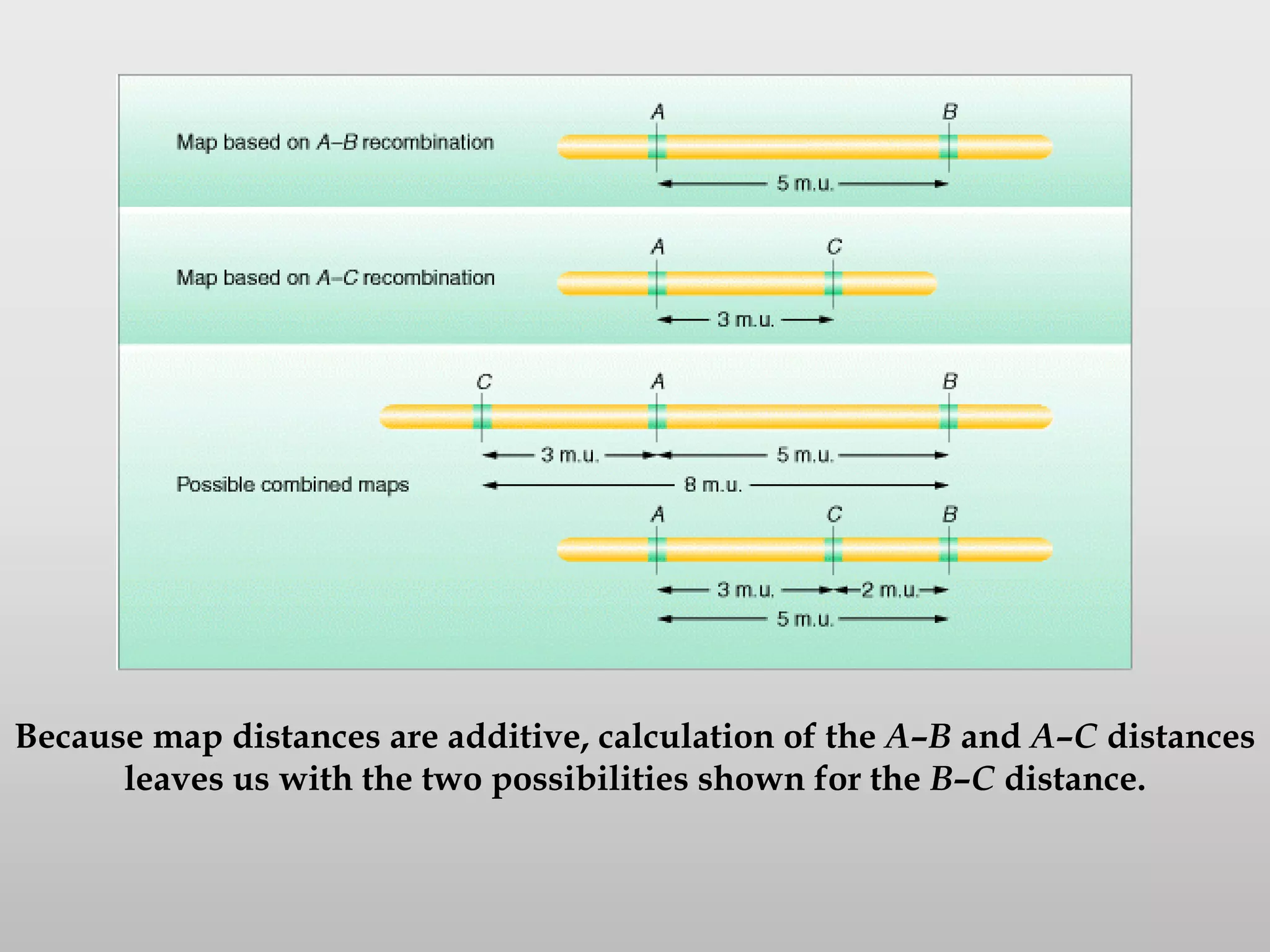 Gene mapping | PDF