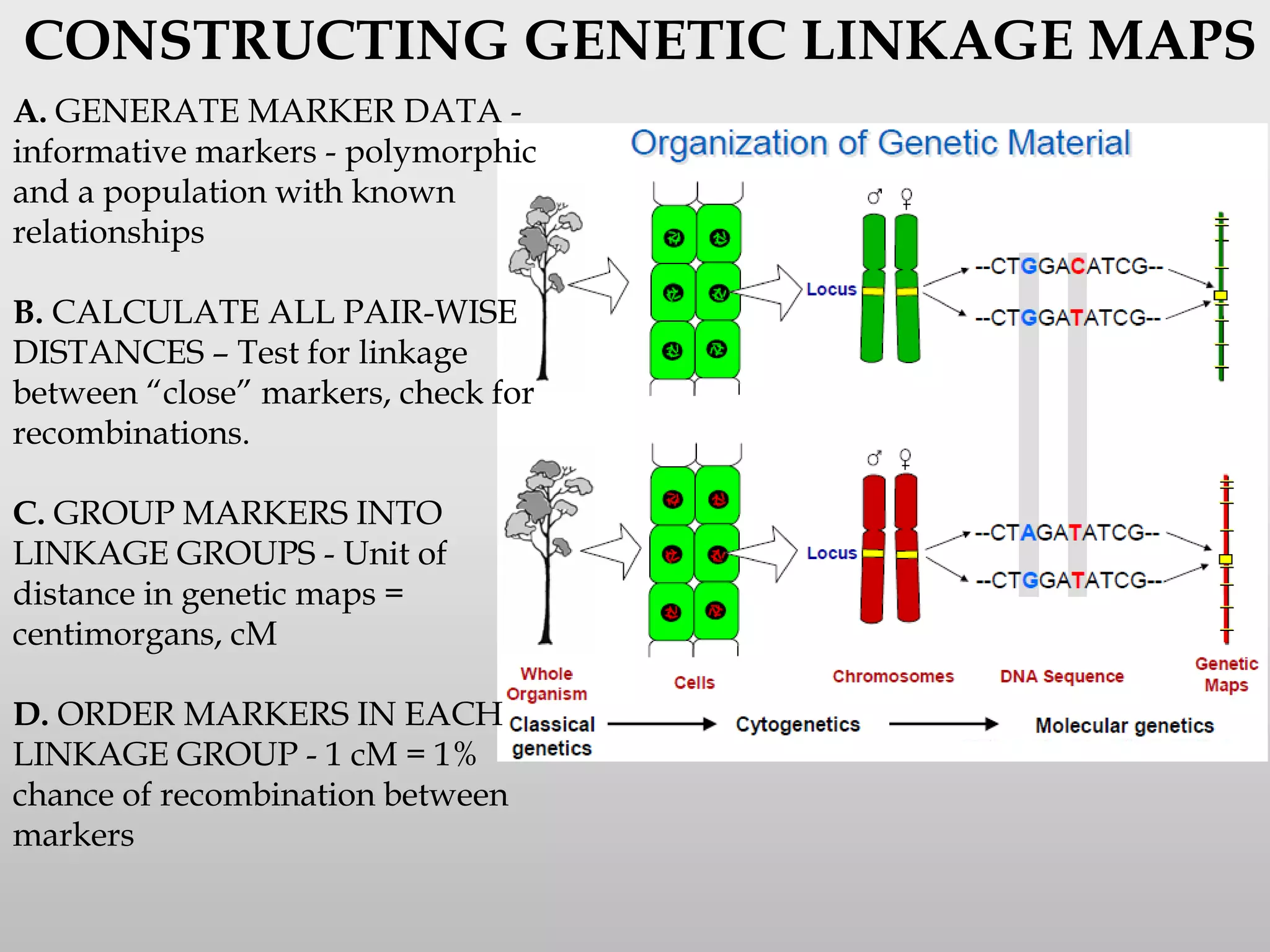 Gene mapping | PDF