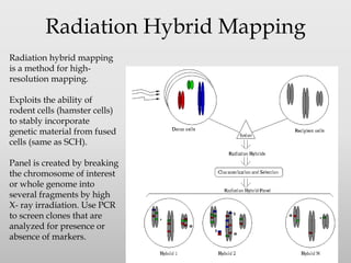 Gene mapping | PDF