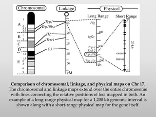 Simple Genetic Map