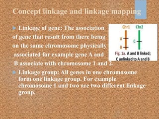 Gene mapping | PPT