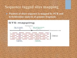 Gene mapping | PPT