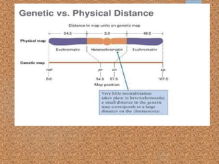 Gene mapping | PPT