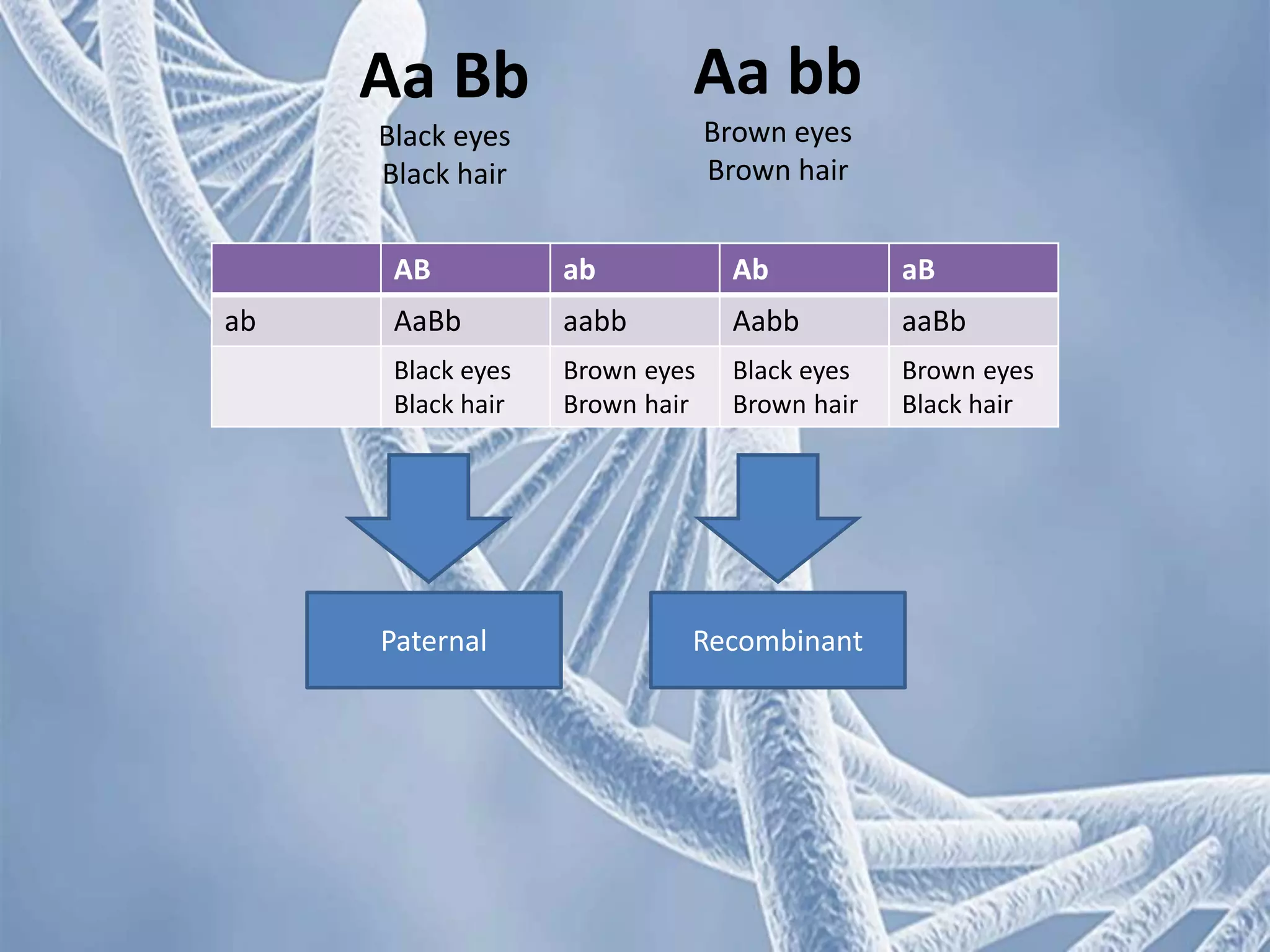 Gene mapping | PPTX