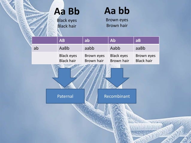 Gene mapping | PPTX | Genetics | Science