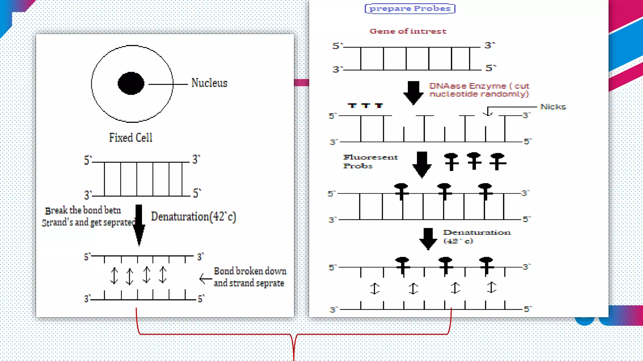 GENE MAPPING.pptx