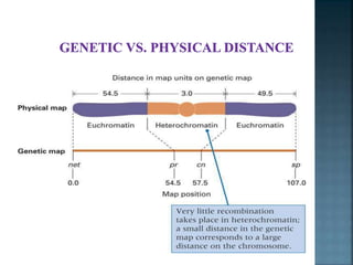 Gene mapping and gene cloning | PPTX