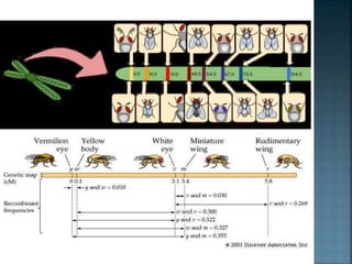 Gene mapping and gene cloning | PPTX