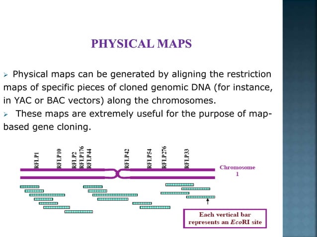 Gene mapping and gene cloning | PPTX