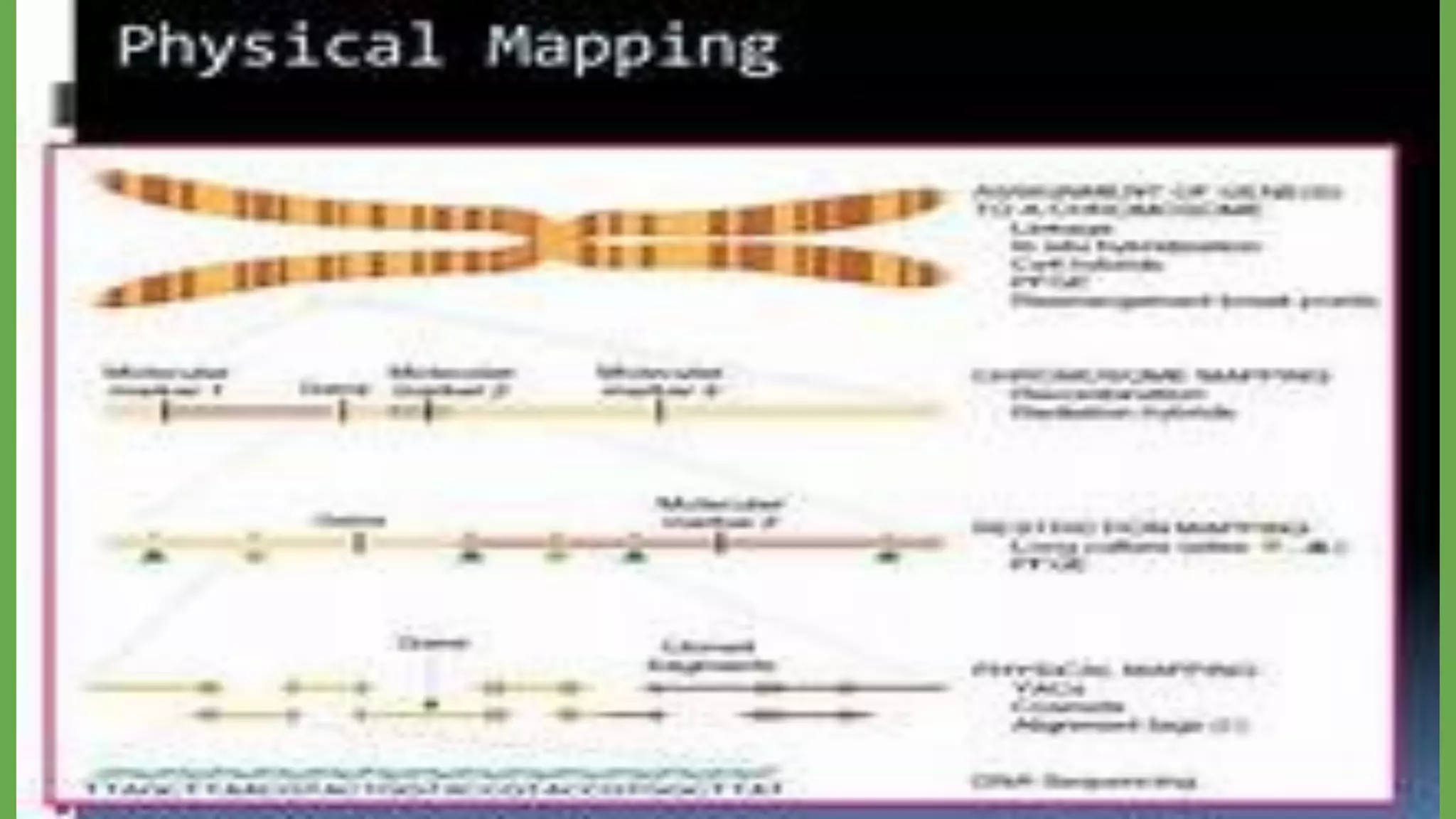Gene mapping and its sequence | PDF