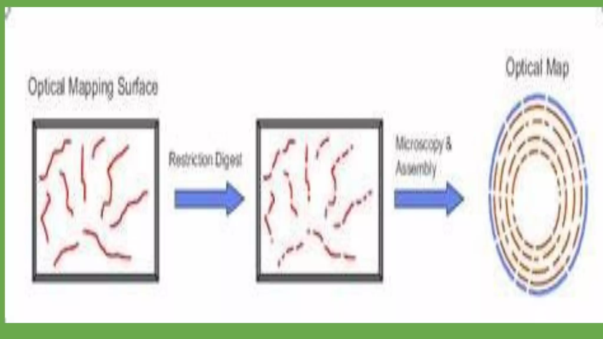 Gene mapping and its sequence | PDF