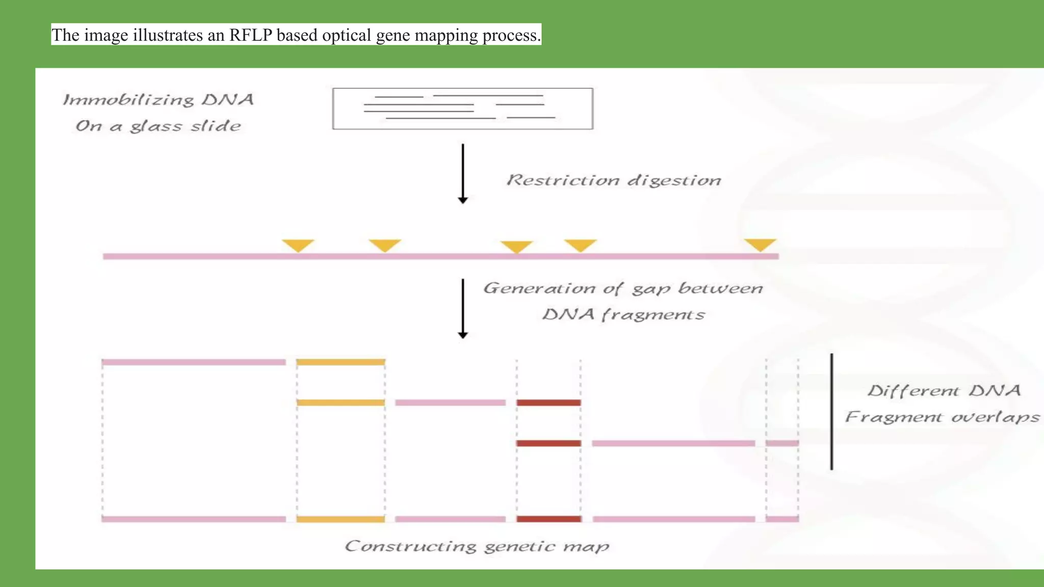 Gene mapping and its sequence | PDF