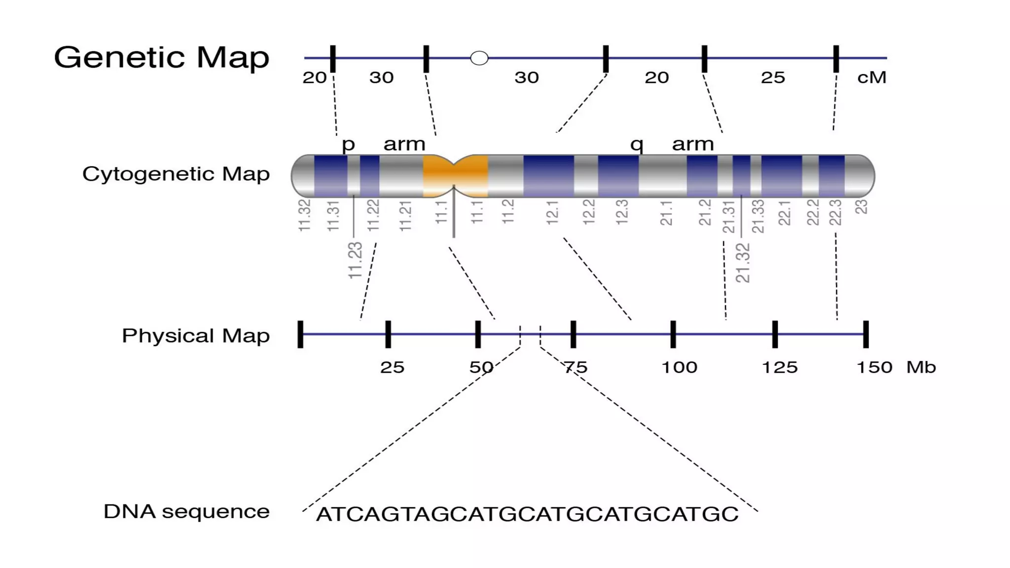 Gene mapping and its sequence | PDF
