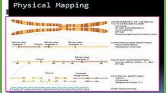 Gene mapping and its sequence | PDF | Genetics | Science