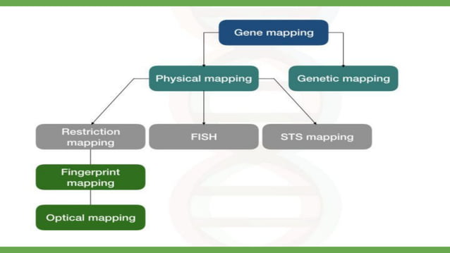 Gene mapping and its sequence | PDF | Genetics | Science