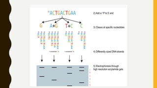 Gene mapping and sequencing | PPTX